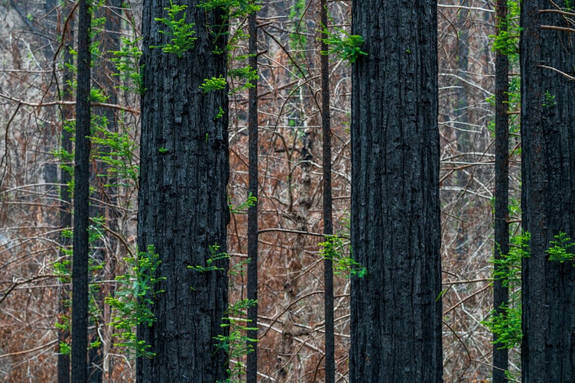 Battered, Burned, Alive: Time Will Heal Big Basin Redwood Wounds, But ...