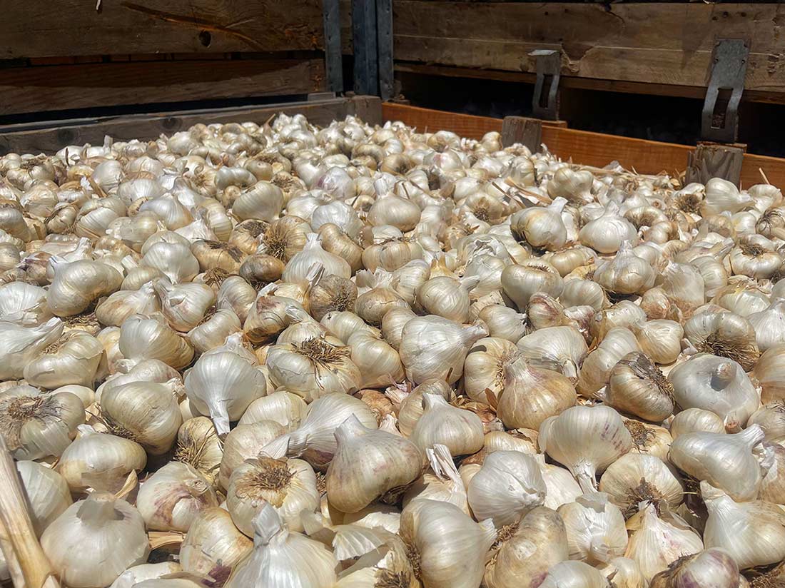 Gilroy's Christopher Ranch Reports Big Garlic Crop | San Jose Inside
